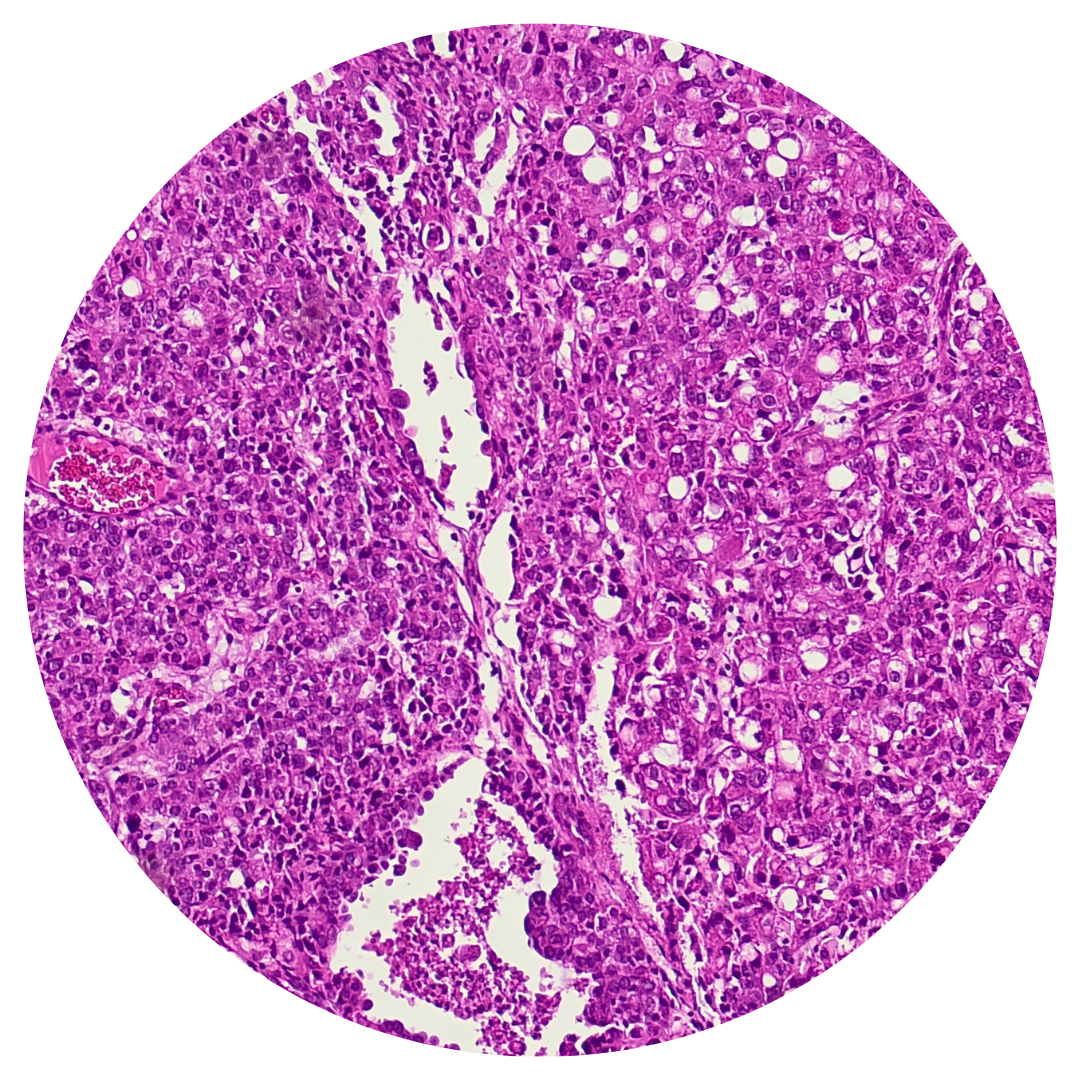 Pathology Lab - Genekor